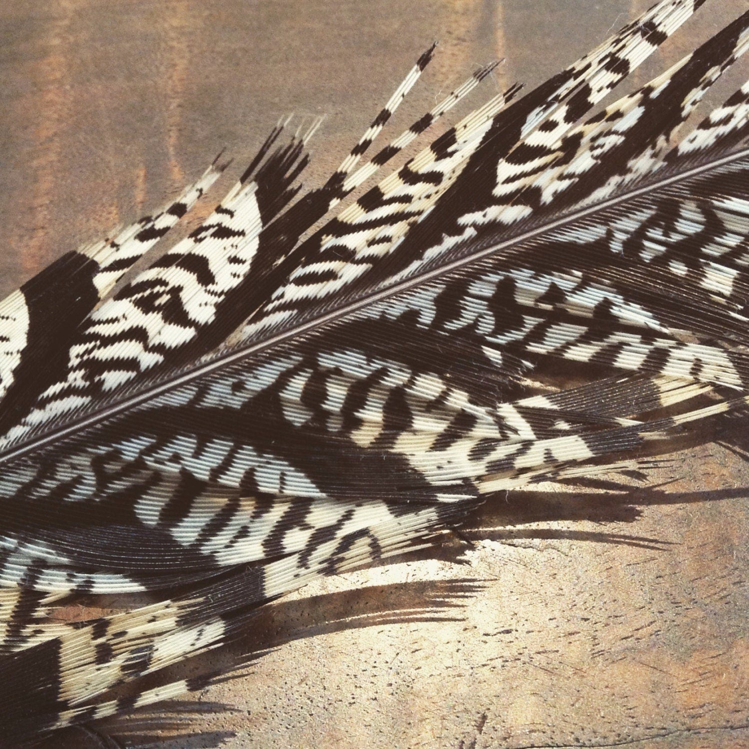 Una Pluma Gift Certificate